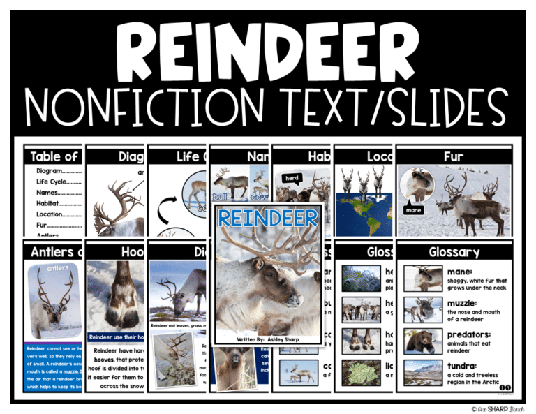 All About Reindeer Activities & Reindeer Craft - One Sharp Bunch