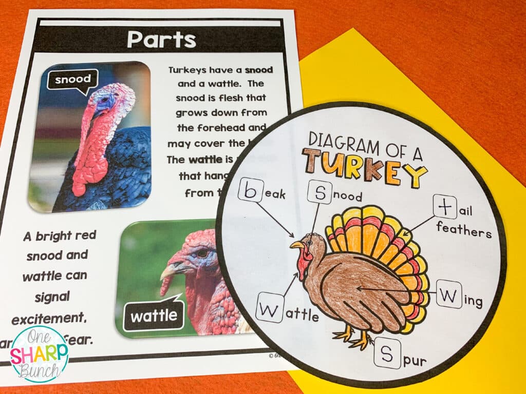 All About Turkeys: Turkey Craft, Turkey Nonfiction Unit & Turkey Life ...