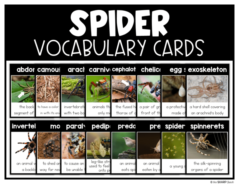 Interactive Spider Craft and Spider Activities for Halloween - One ...