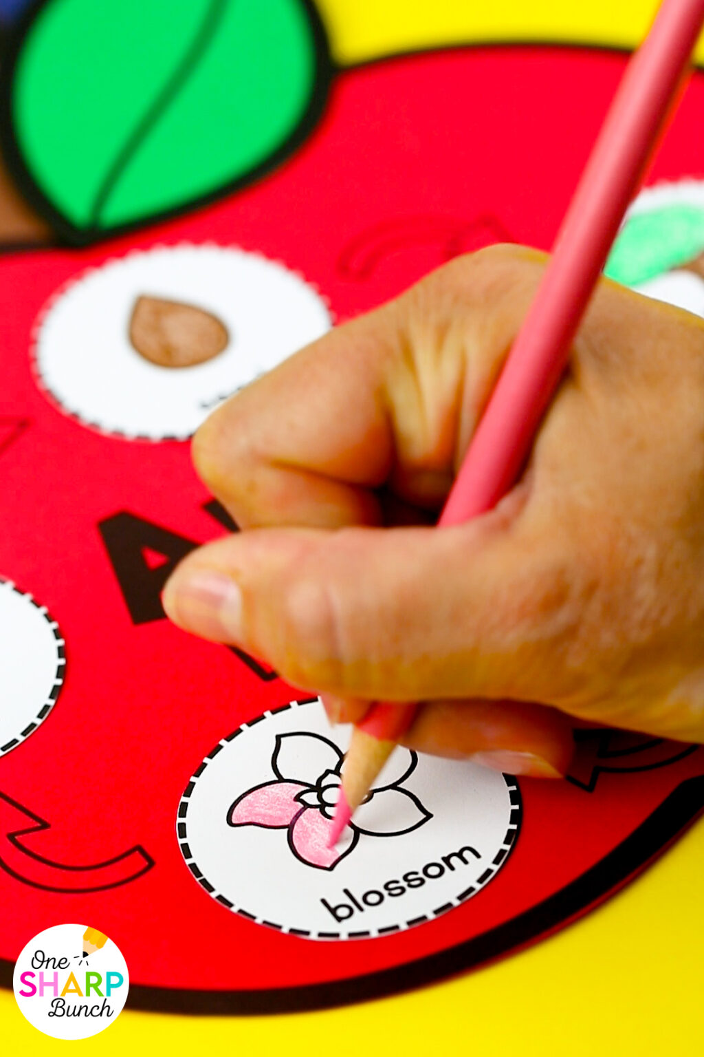 Simple Apple Life Cycle Craft - One Sharp Bunch