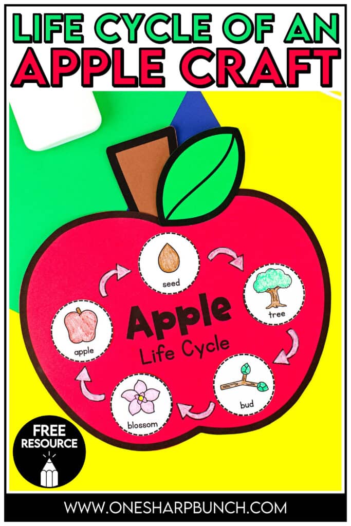 Simple Apple Life Cycle Craft for Preschool and Kindergarten - One ...