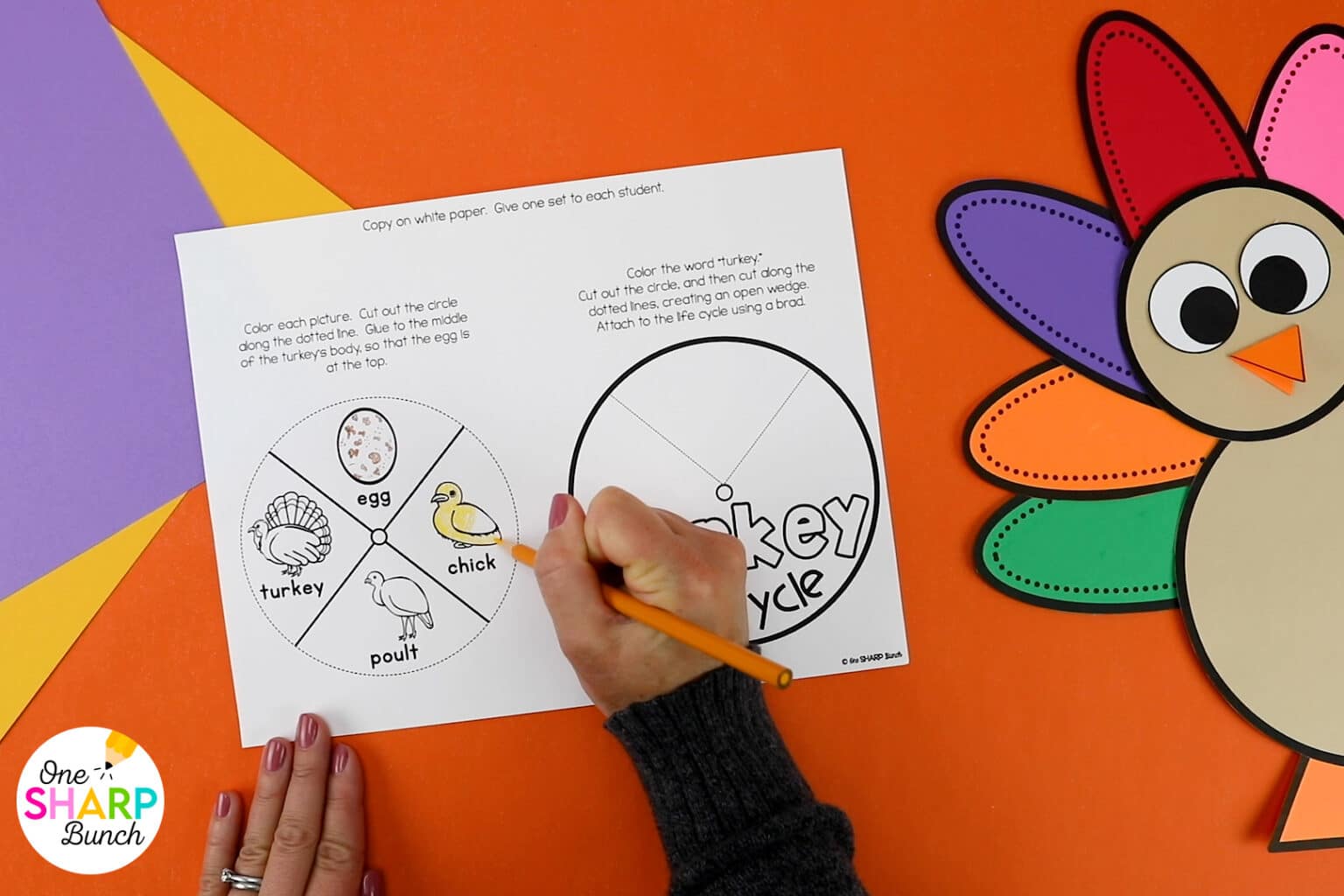 Interactive Turkey Life Cycle Craft for Kids - One Sharp Bunch